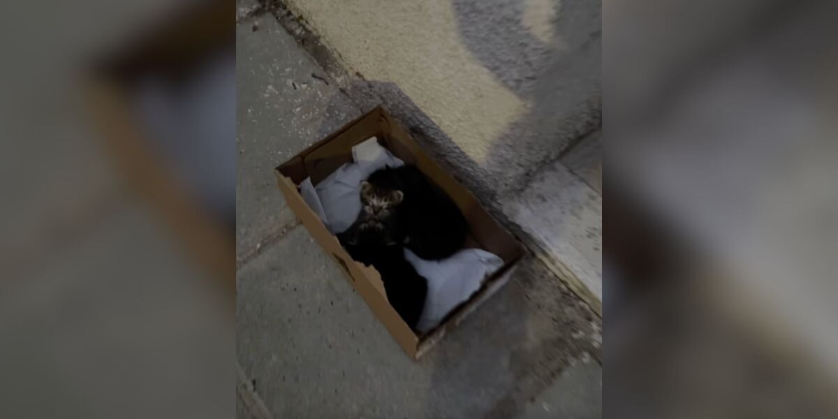 Woman Finds Box Of Fluffy Babies 'Desperately Crying' Outside Her ...