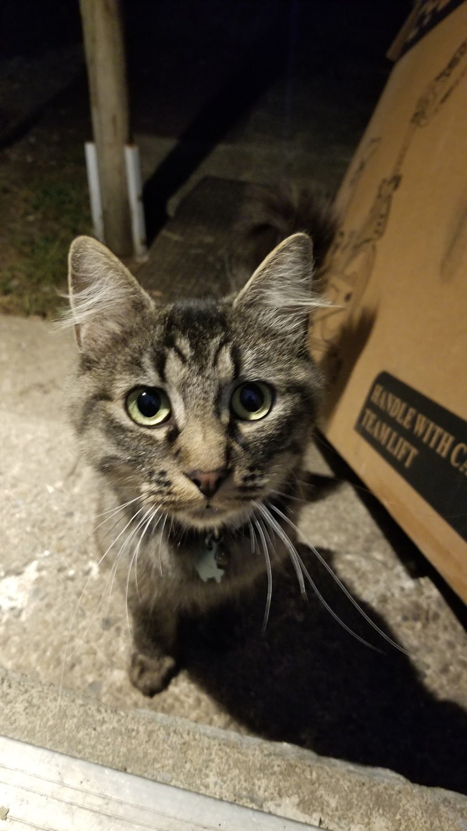 Cat With Tattered Collar Bolts Into Stranger's House And Refuses To ...