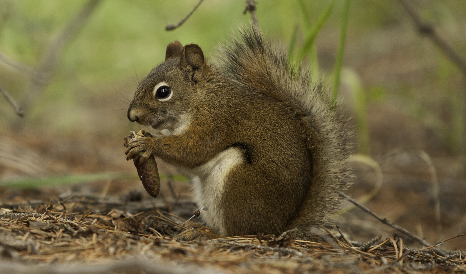 Car Mechanic Pops Hood And Discovers Squirrel's Secret Stash - The Dodo