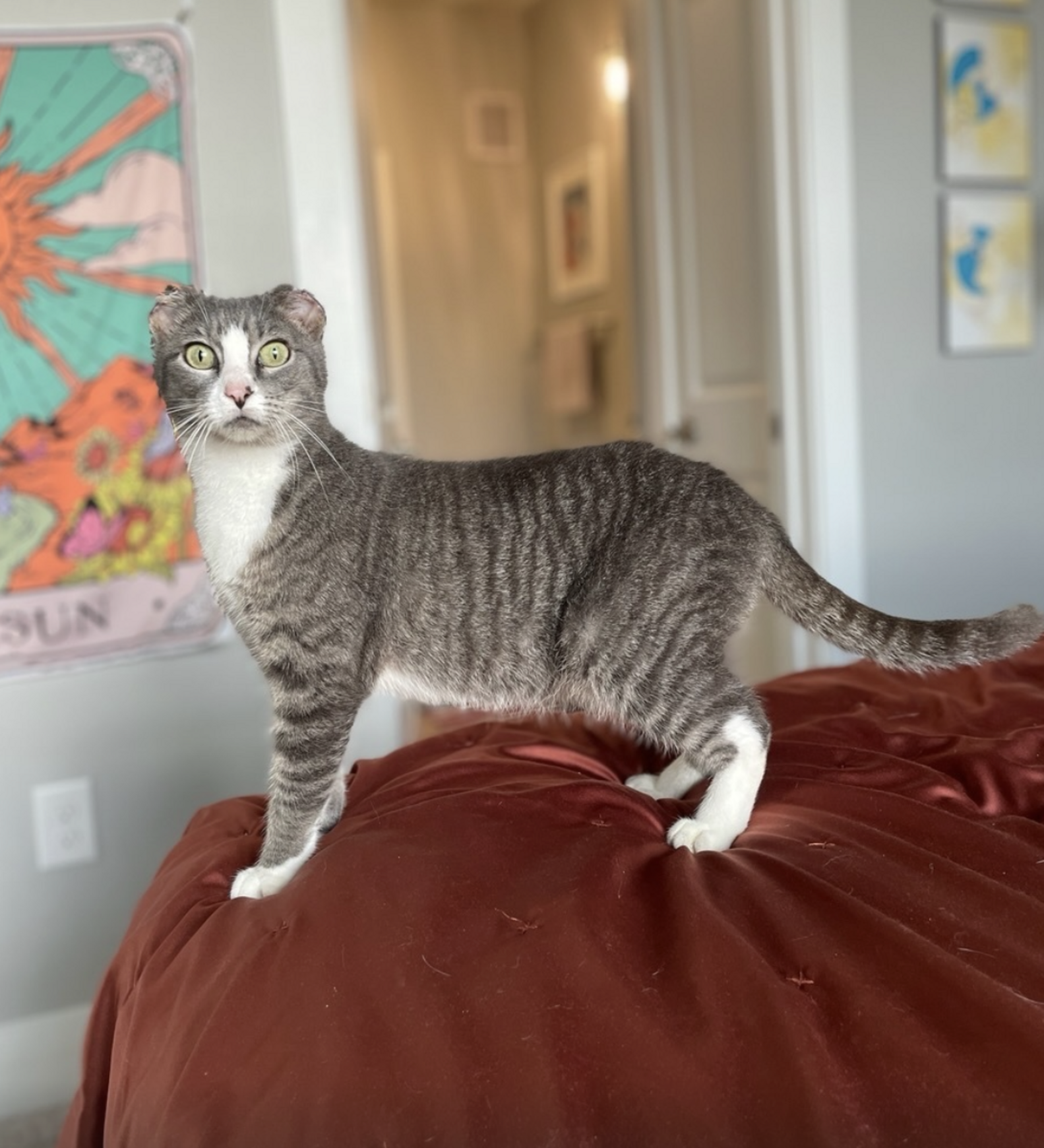 Shelter Cat Missing Her Ears Gets Special Gift So She Doesn't 'Feel ...