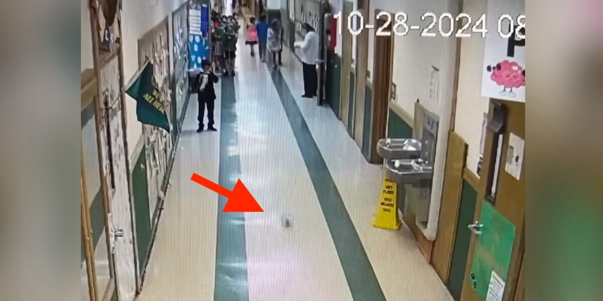Security Camera Captures Class Pet's Daring Attempt To Ditch School ...