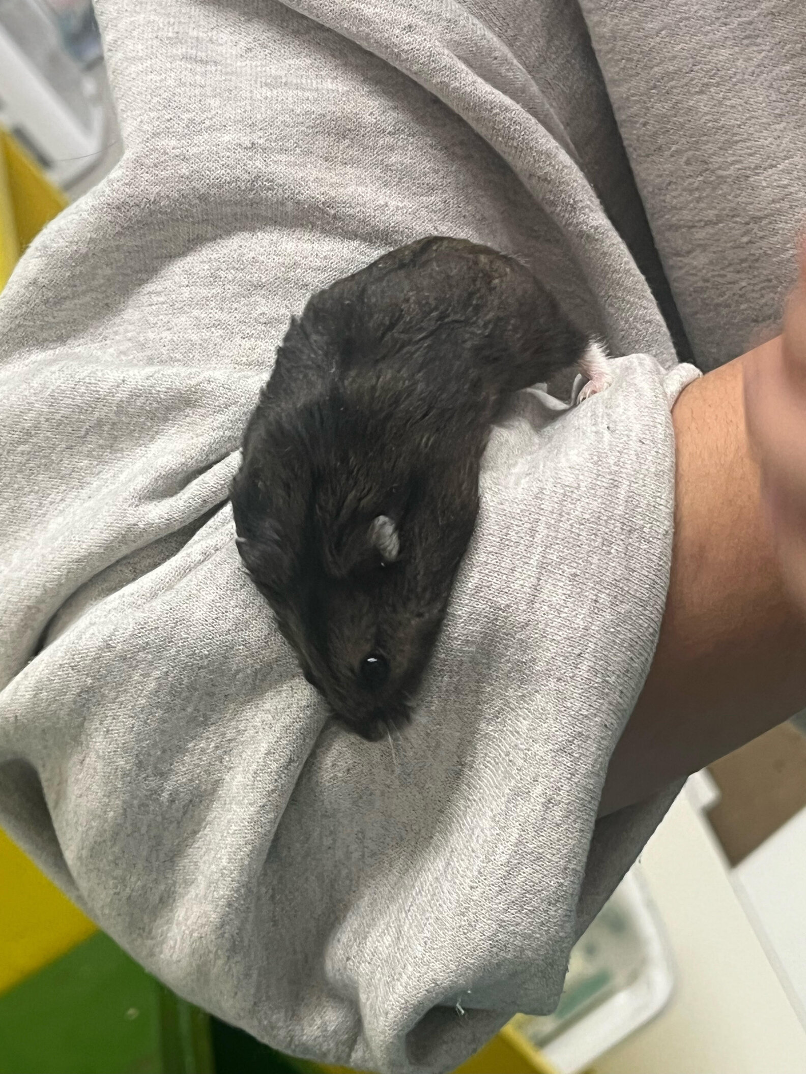 Security Camera Captures Class Pet's Daring Attempt To Ditch School ...