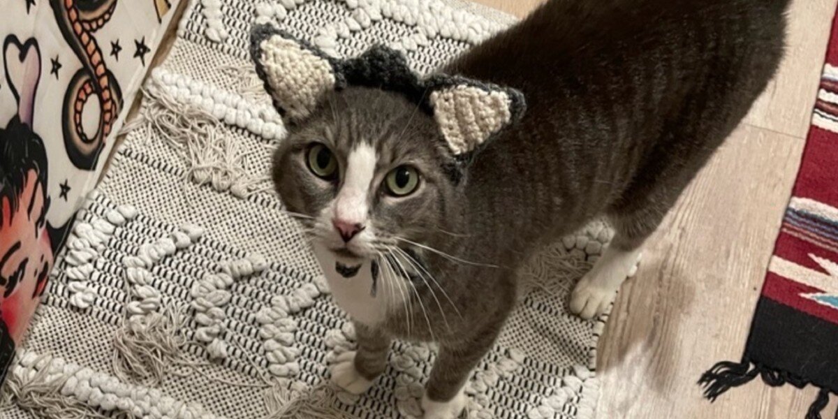 Shelter Cat Missing Her Ears Gets Special Gift So She Doesn't 'Feel ...