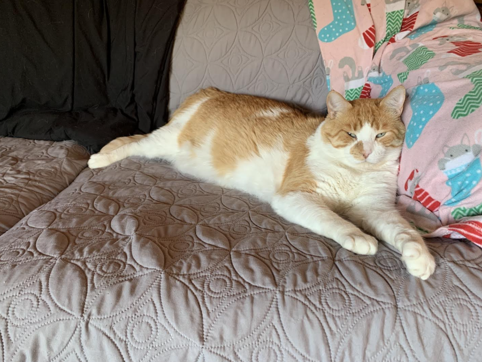 Camera Inside Heated Cat Shelter Catches The Moment Strays Finally ...