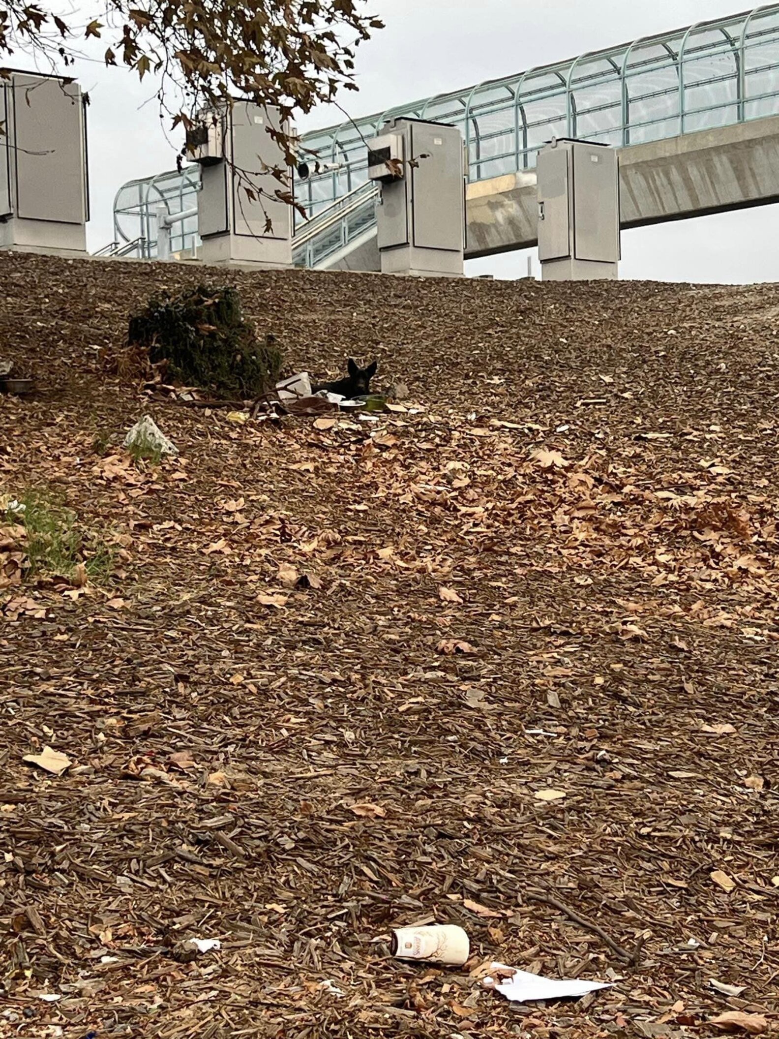 Rescuer Dodges Traffic After Spotting A Pair Of Black Ears On Freeway ...