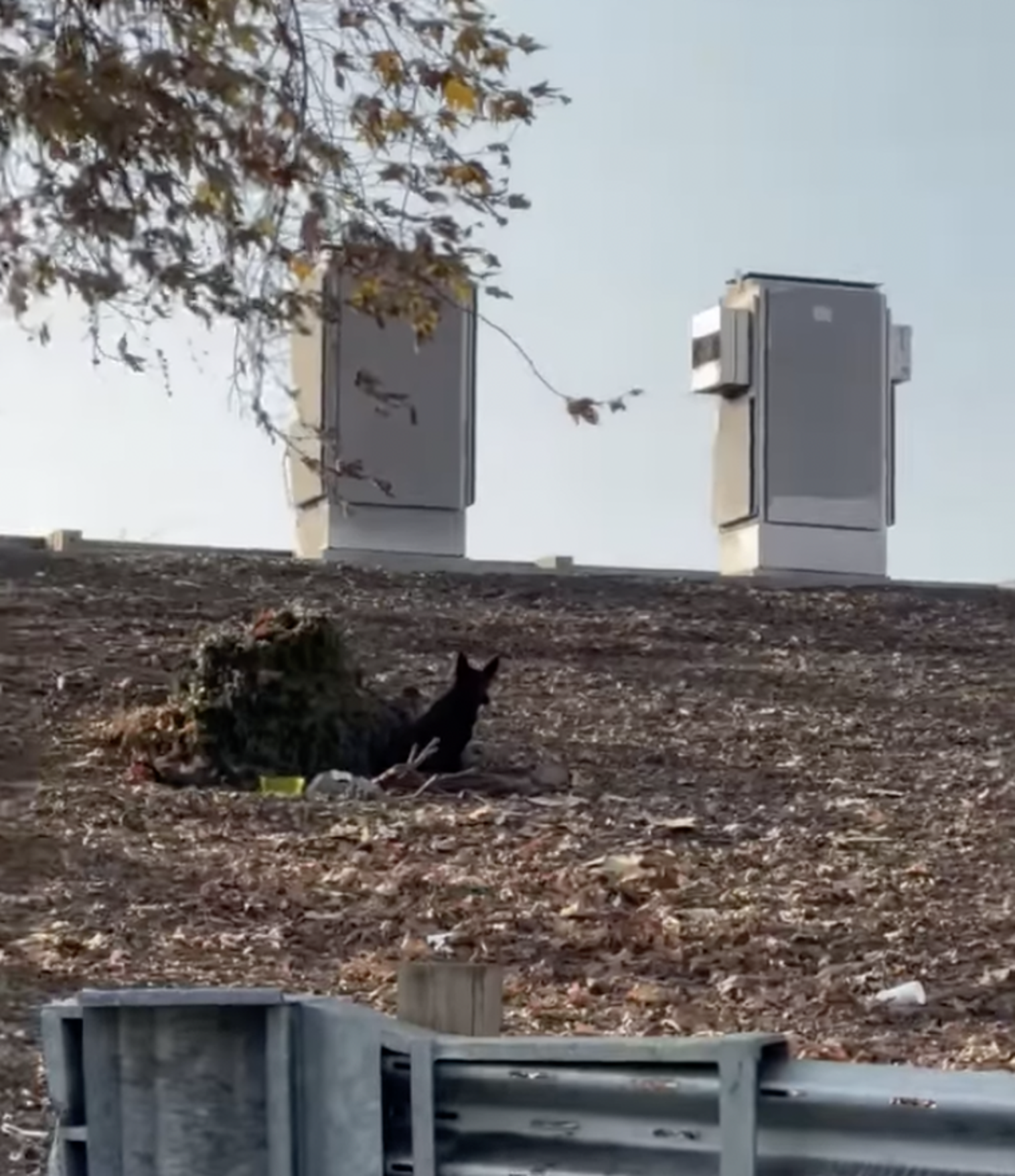 Rescuer Dodges Traffic After Spotting A Pair Of Black Ears On Freeway ...