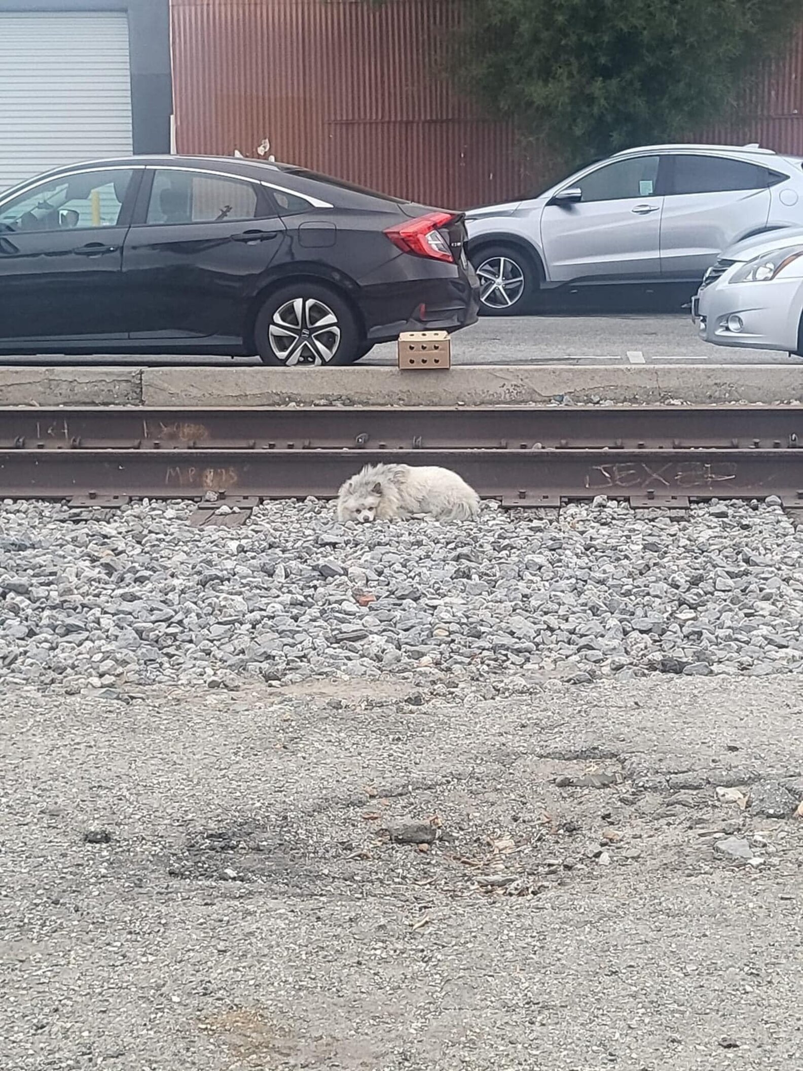 Fluffy Stray Dog Sleeps On Train Tracks, Hoping Someone Will Notice ...