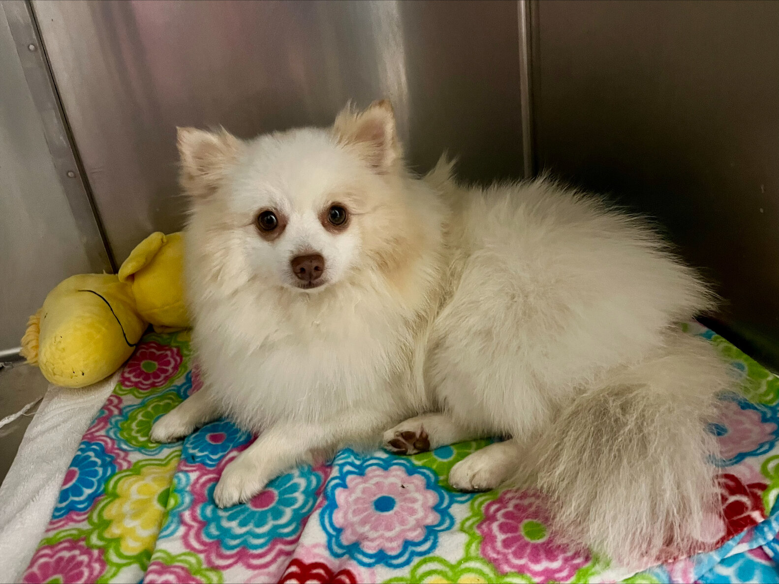 Fluffy Stray Dog Sleeps On Train Tracks, Hoping Someone Will Notice ...