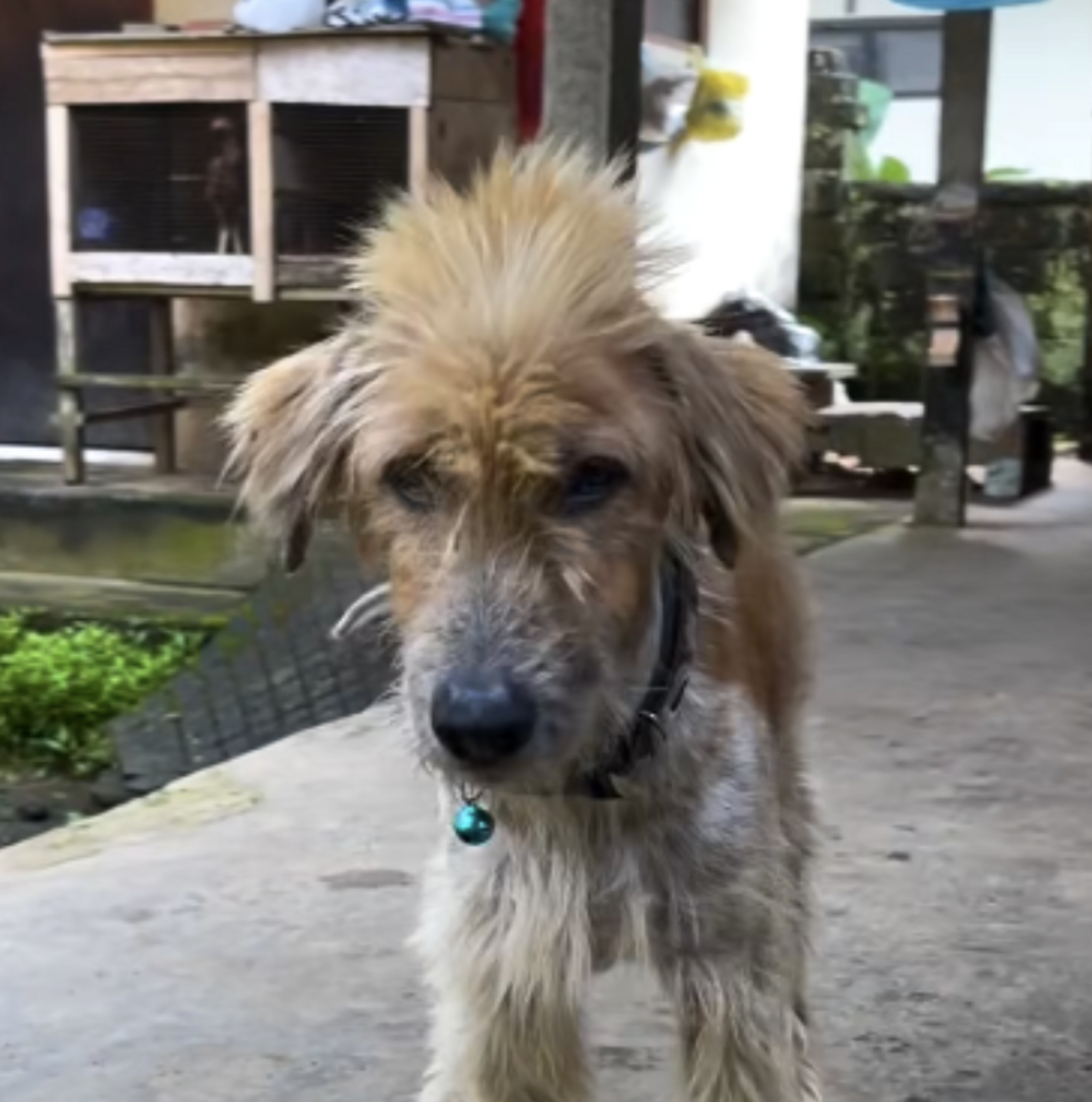 Sweet Dog Goes From Skinny Stray To Huge Fluffball With A Few Weeks Of ...