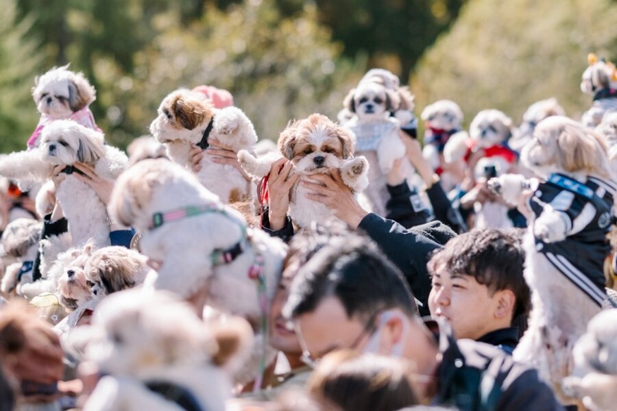 Japan's Shih Tzu Festival Will Take Your Mind Off the 2024 Election ...