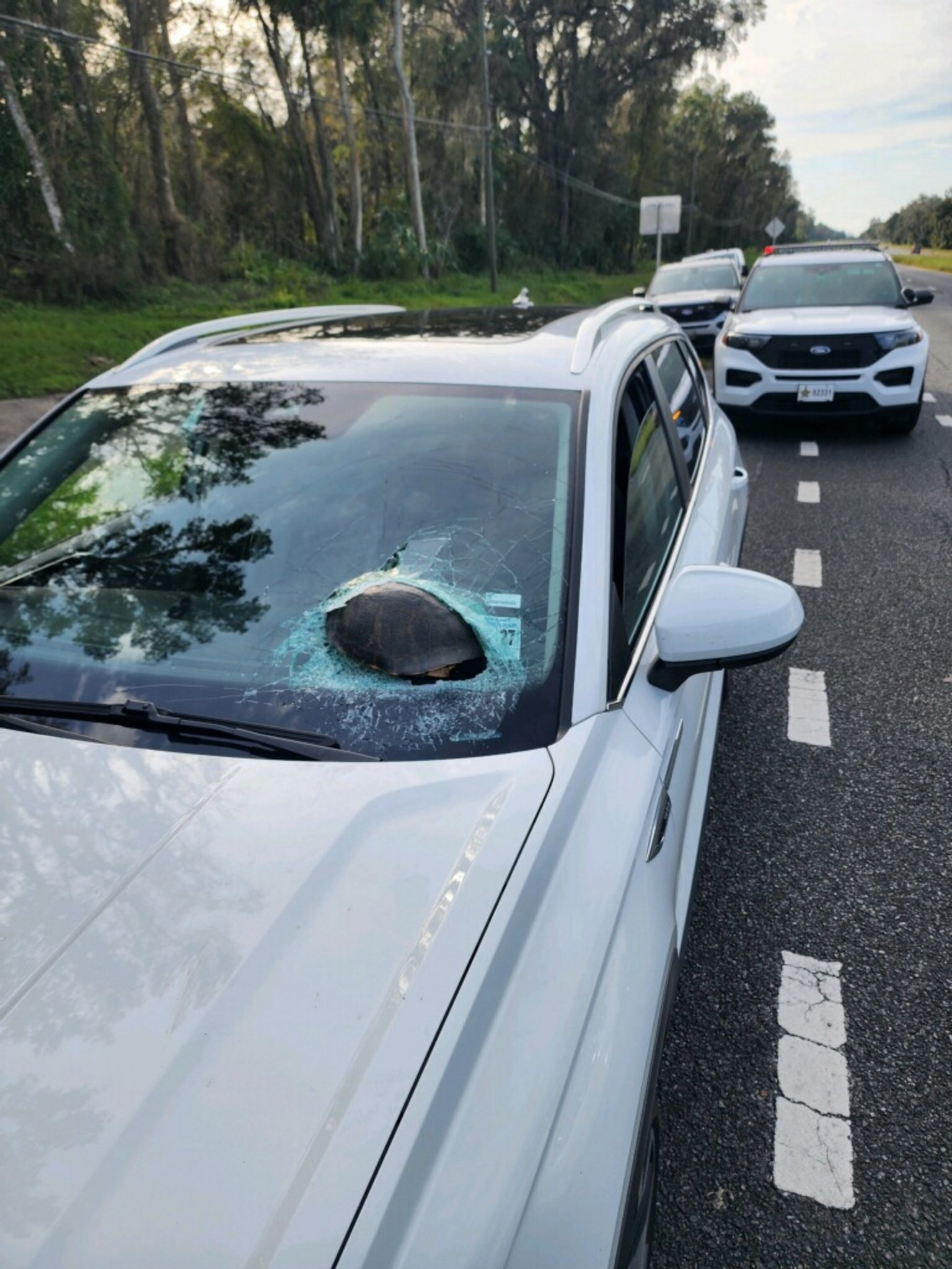 'Miracle' Turtle Walks Away Unscathed After Crashing Through Windshield ...
