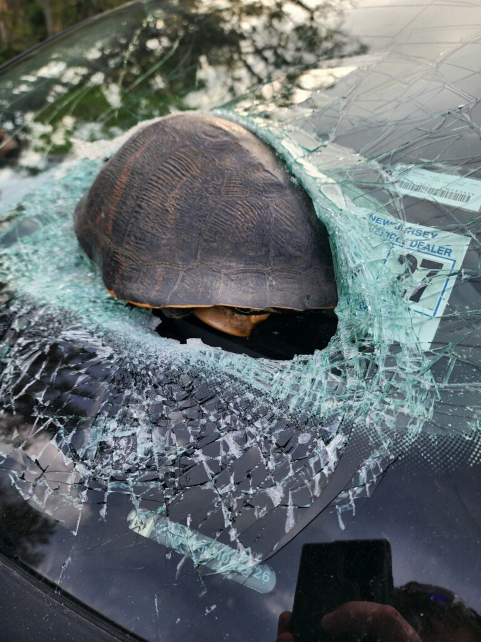 'Miracle' Turtle Walks Away Unscathed After Crashing Through Windshield ...