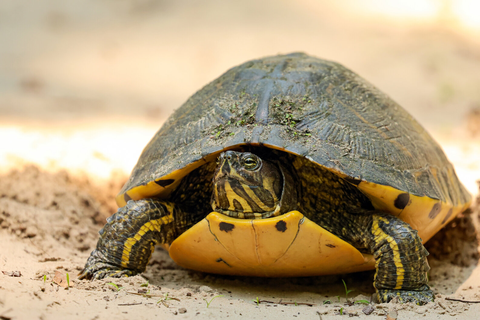 'Miracle' Turtle Walks Away Unscathed After Crashing Through Windshield ...