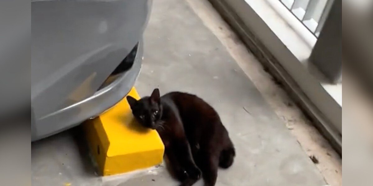 Cat Abandoned For Meowing Too Much Rests Her Head On A Concrete 'Pillow ...