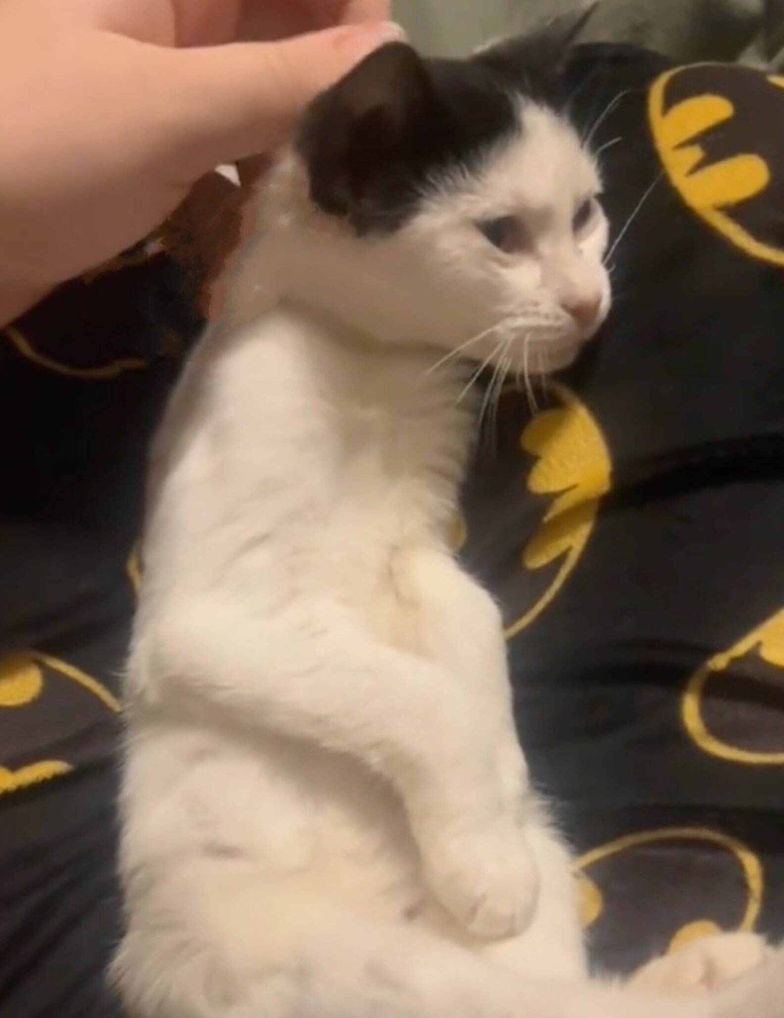 Woman Hears Noises Coming From Rental Car And Finds A Tiny Stowaway ...