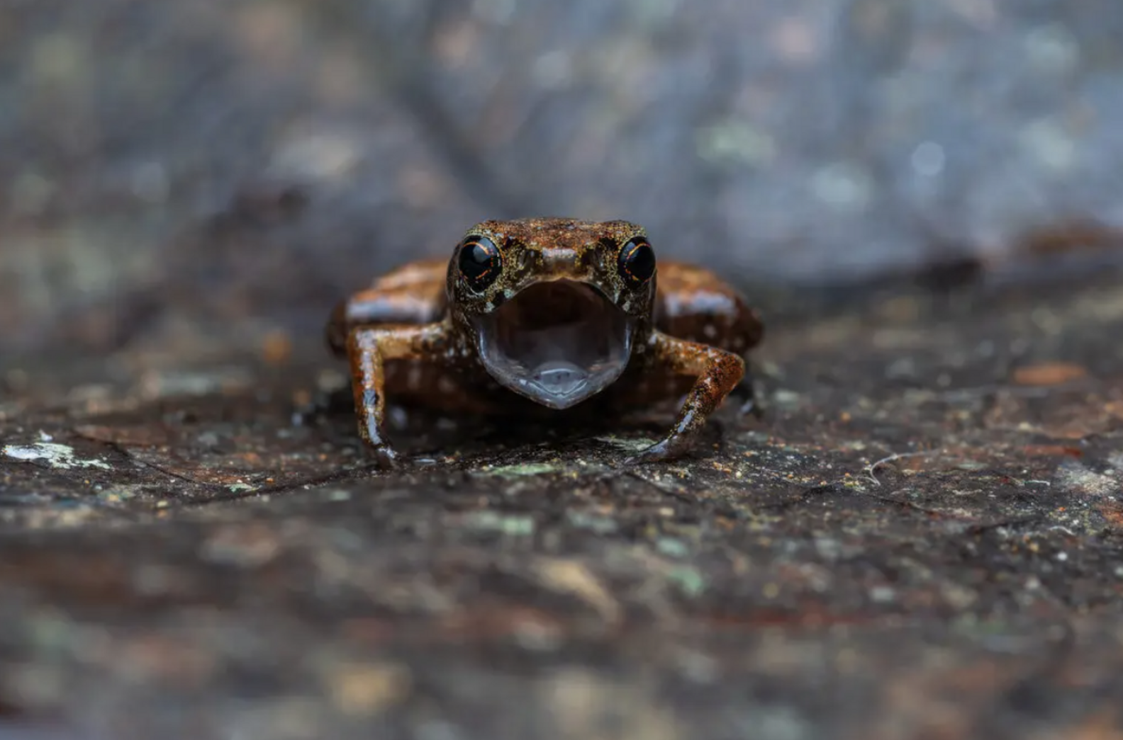 Tiny Speck On Hand Isn’t A Bug — It's An Adorable New Frog Species ...