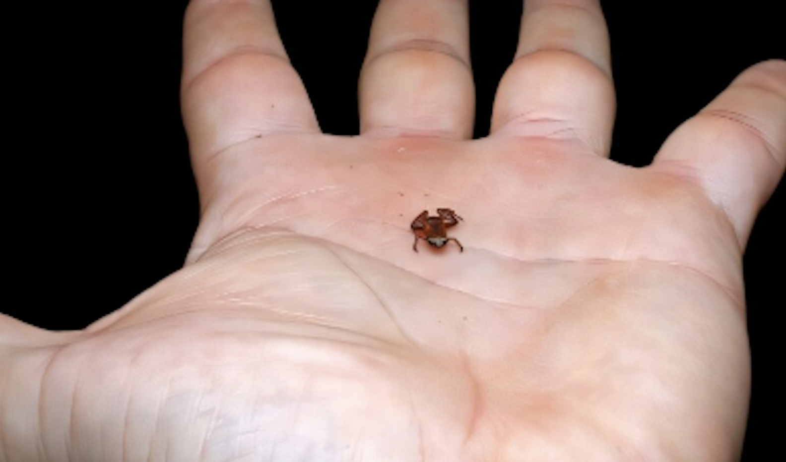 Tiny Speck On Hand Isn’t A Bug — It's An Adorable New Frog Species ...