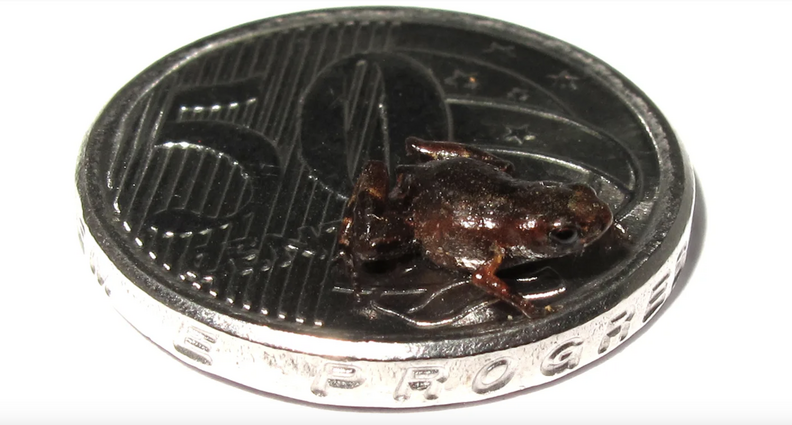 Tiny Speck On Hand Isn’t A Bug — It's An Adorable New Frog Species ...