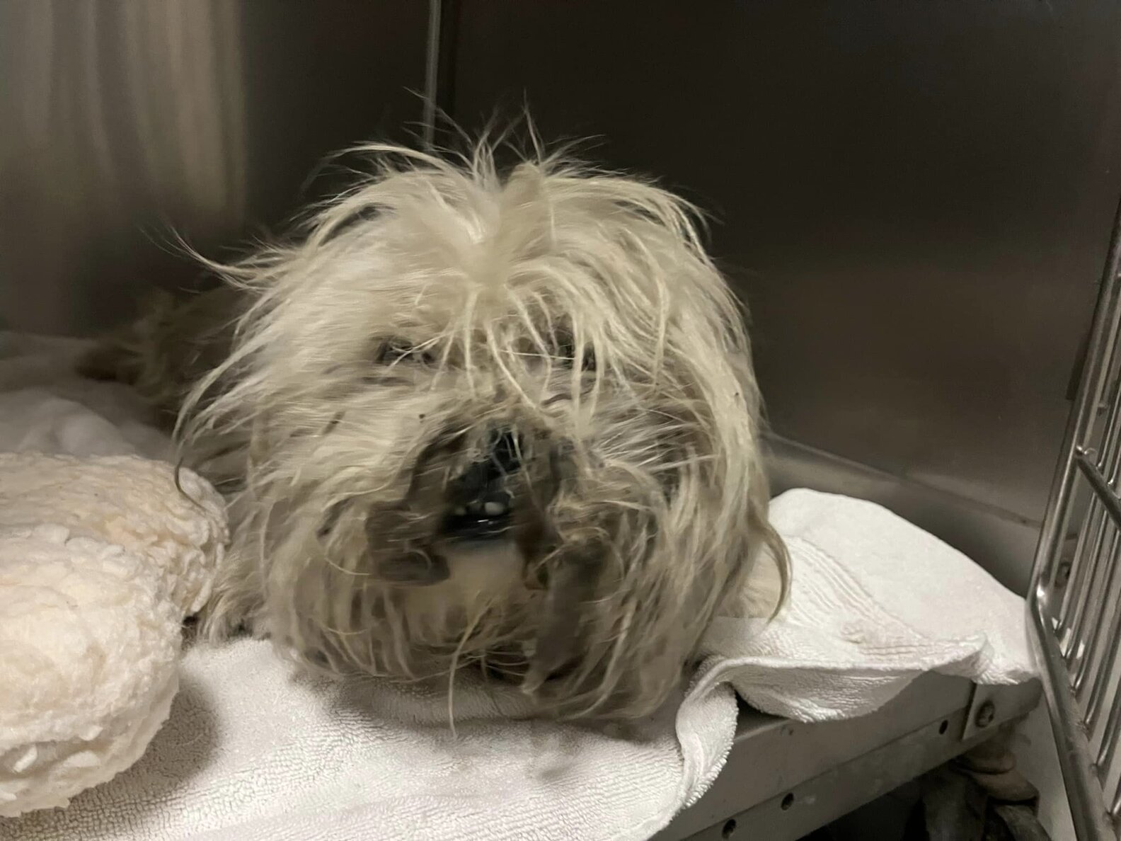 Stray Dog With 'Dreadlocks' Looks Completely Different After Being ...
