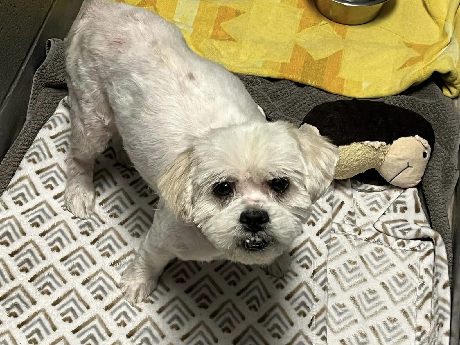Stray Dog With 'Dreadlocks' Looks Completely Different After Being ...