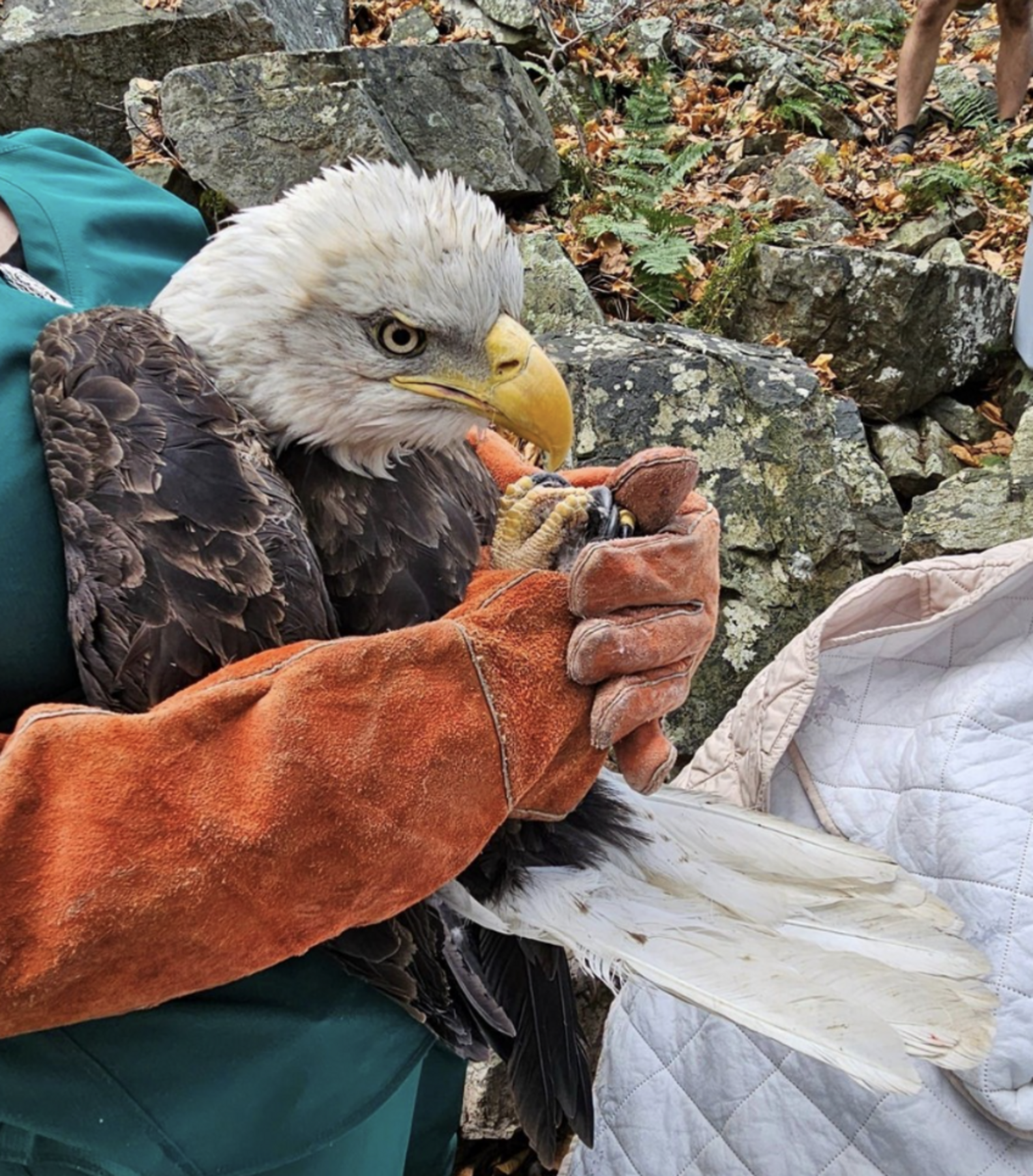 Climber Sees Wings Trapped Under A Boulder And Saves Majestic Animals ...