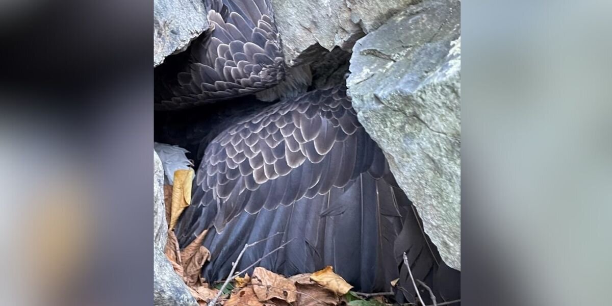 Climber Sees Wings Trapped Under A Boulder And Saves Majestic Animals ...
