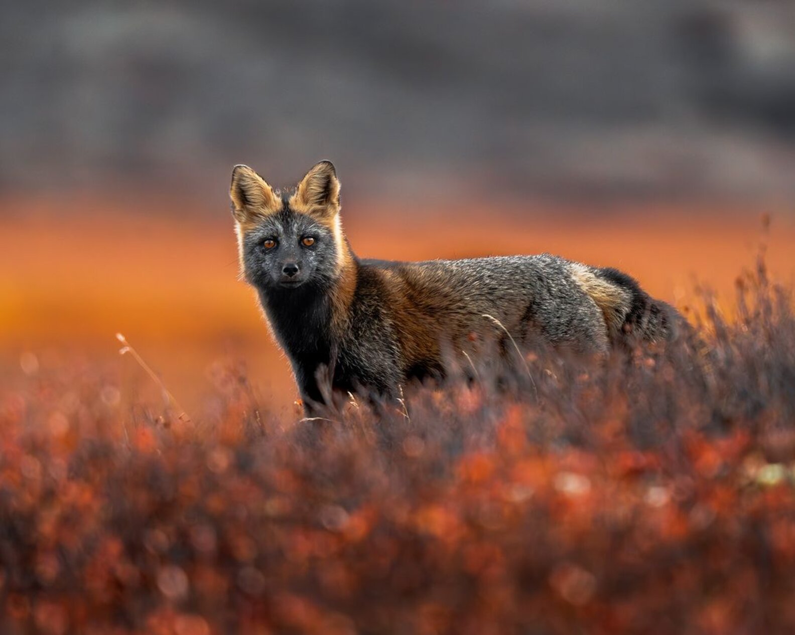 Photographer Gasps When Rare Animal Gives Him 'Human Like' Look - The Dodo