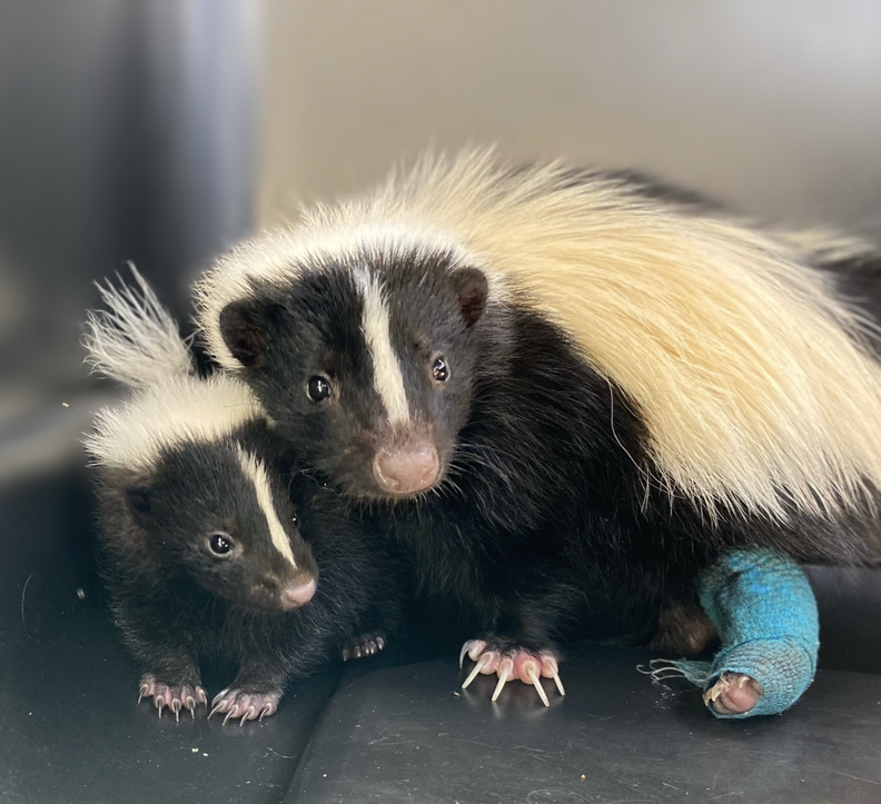 Mama Skunk Adopts Orphaned Baby — Then A Miracle Happens - The Dodo