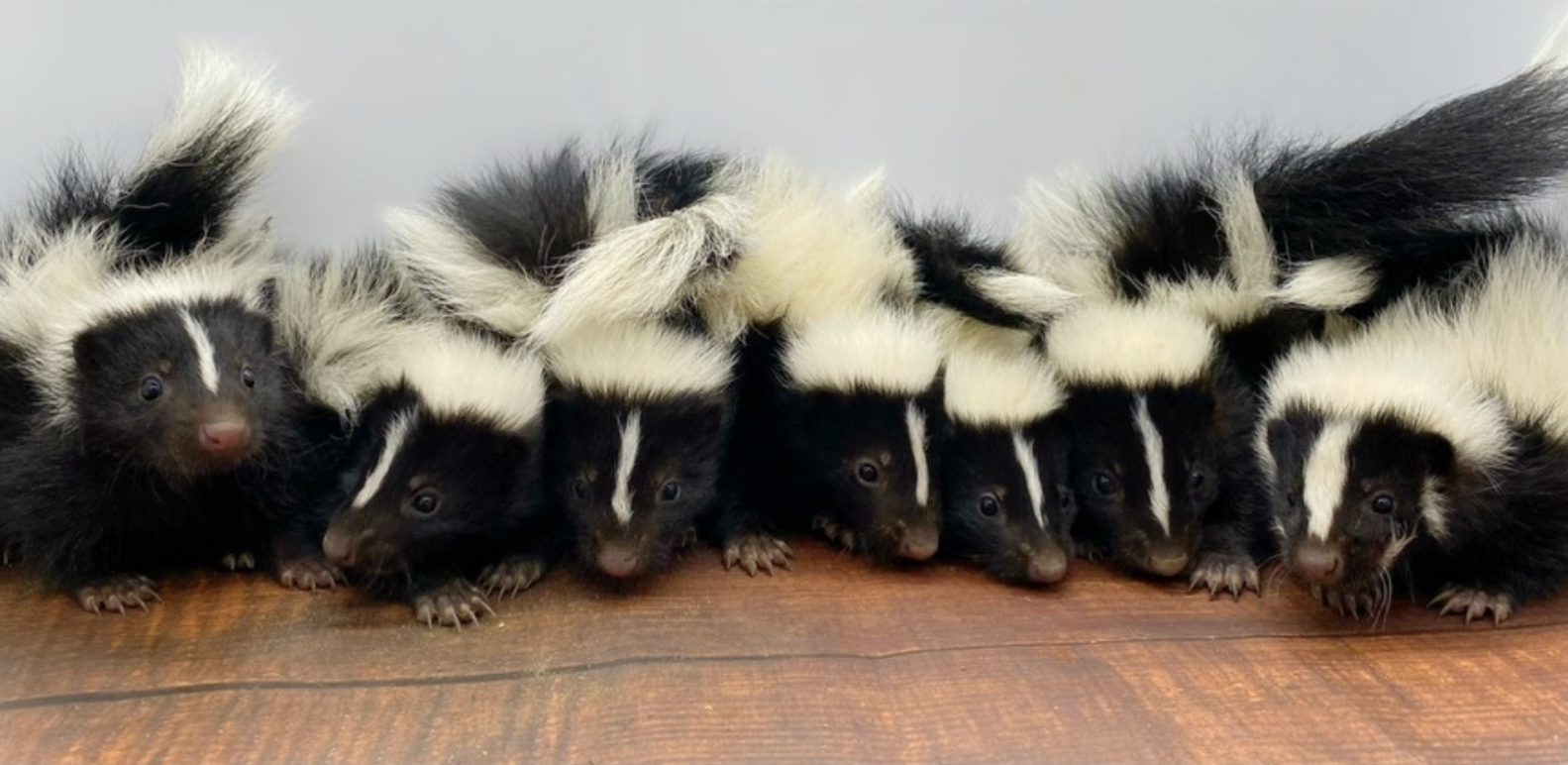 Mama Skunk Adopts Orphaned Baby — Then A Miracle Happens - The Dodo