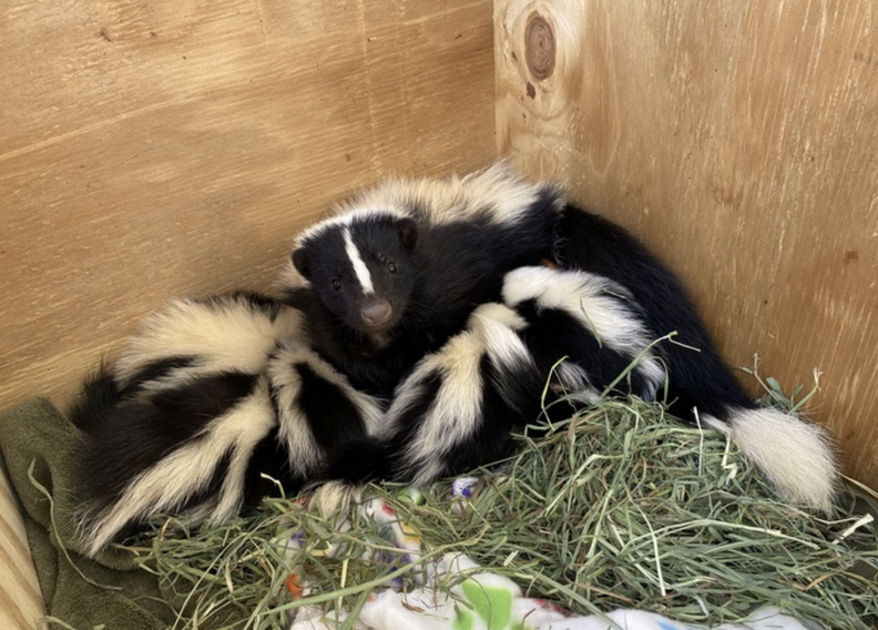 Mama Skunk Adopts Orphaned Baby — Then A Miracle Happens - The Dodo