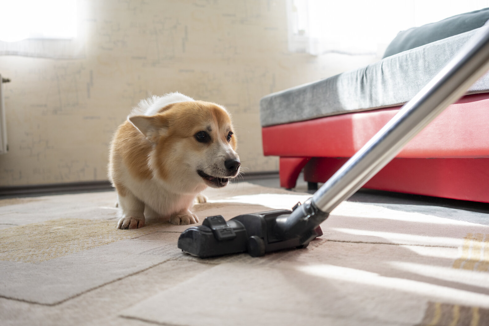 Vacuum-Loving Dog Makes Doing Chores Nearly Impossible - The Dodo