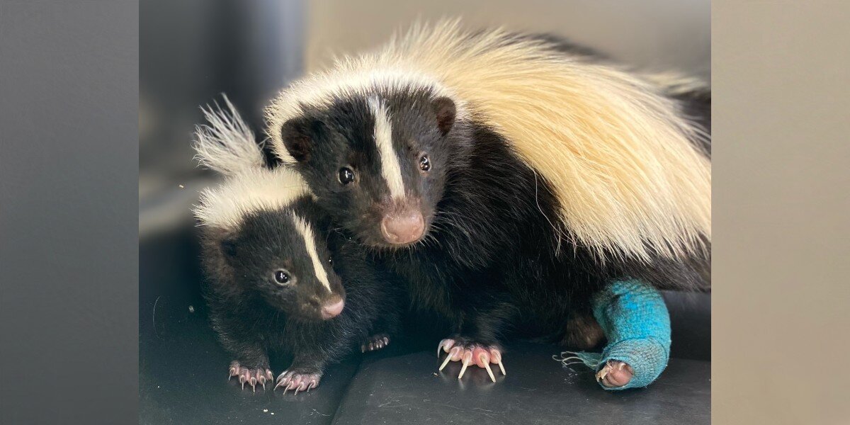 Mama Skunk Adopts Orphaned Baby — Then A Miracle Happens - The Dodo