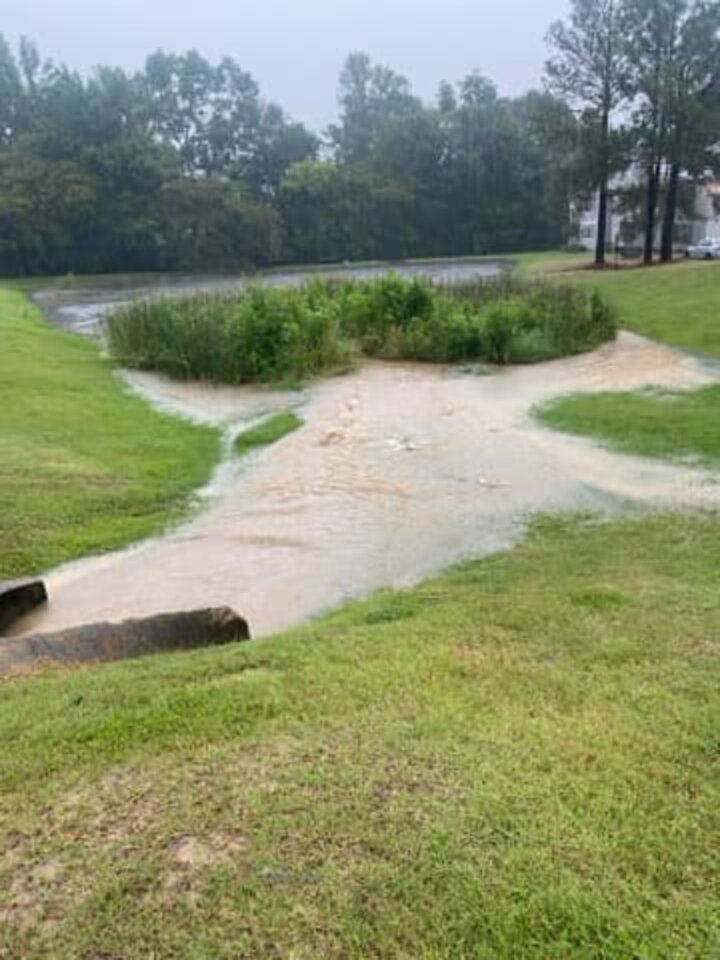 Rescuers Exploring Flooded Marsh Notice Tiny Eyes Staring Back At Them ...