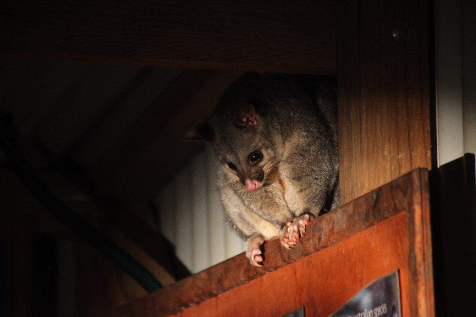 Family Notices A Hole In Their Wall — Then Spots A Little Pink Nose ...