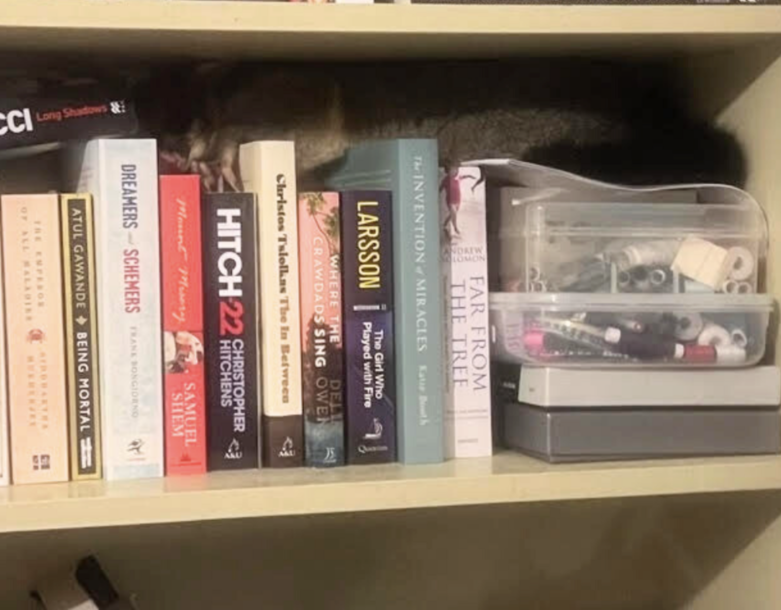 Family's Bookshelf Becomes 'Cheeky Hiding Spot' For Little Lost ...