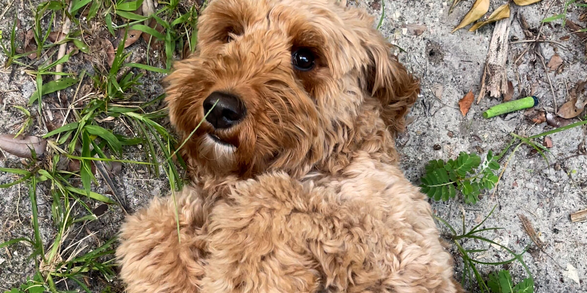 Golden Doodle Rescued From Puppy Mill Plays For The First Time - Videos ...