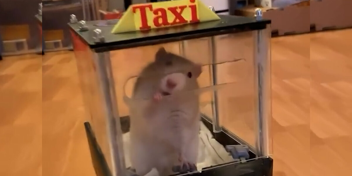 Rats Learn To Drive Tiny Cars - Videos - The Dodo