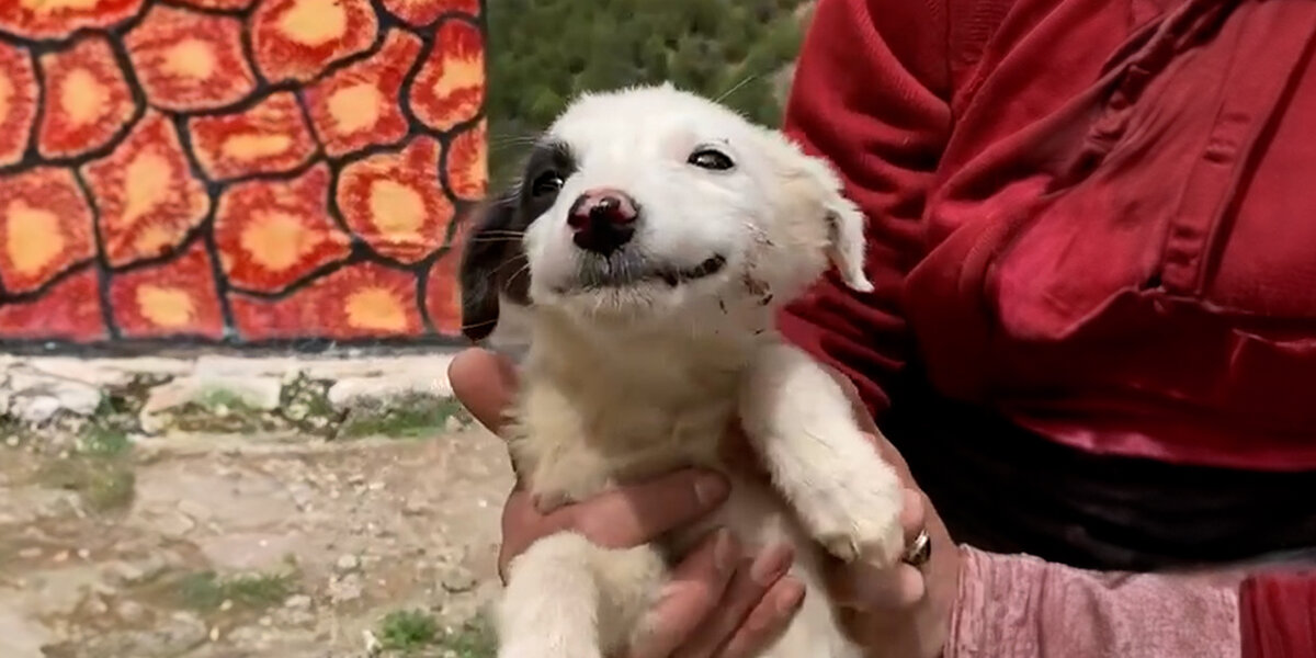 Puppy Has The Biggest Smile After Being Rescued - Videos - The Dodo