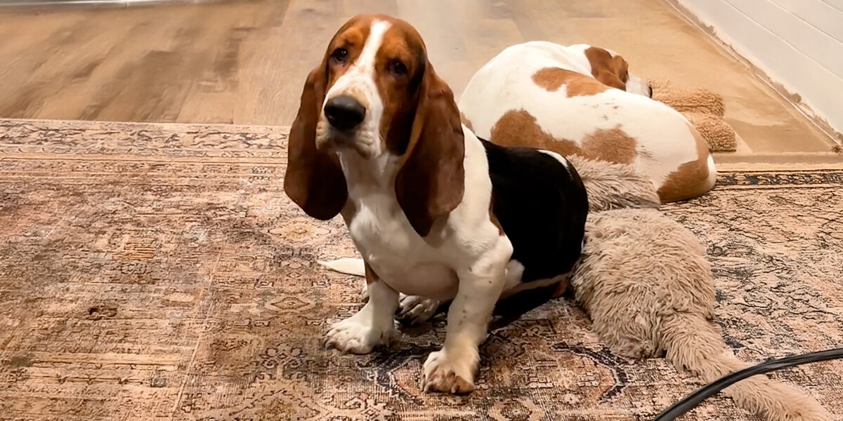 Fearful Basset Hound Finally Initiates Play With Mom And... - Videos ...