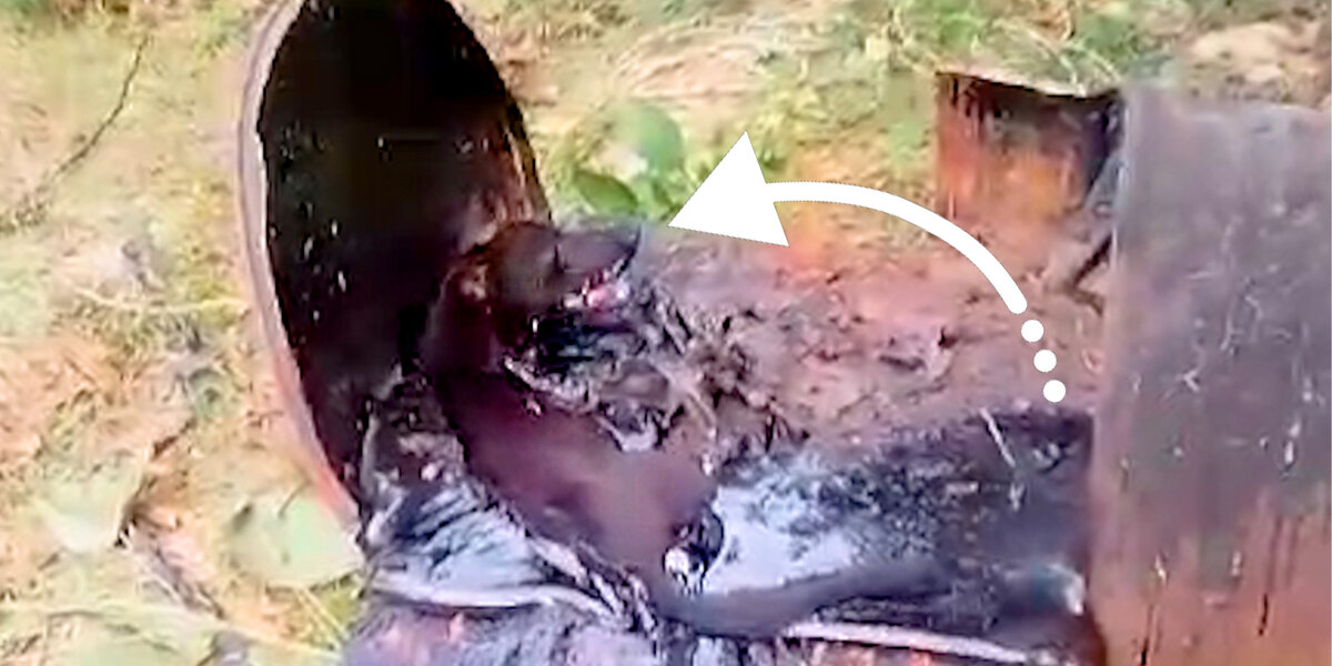 Dog Saved From Tar Barrel Looks Brand-New - Videos - The Dodo