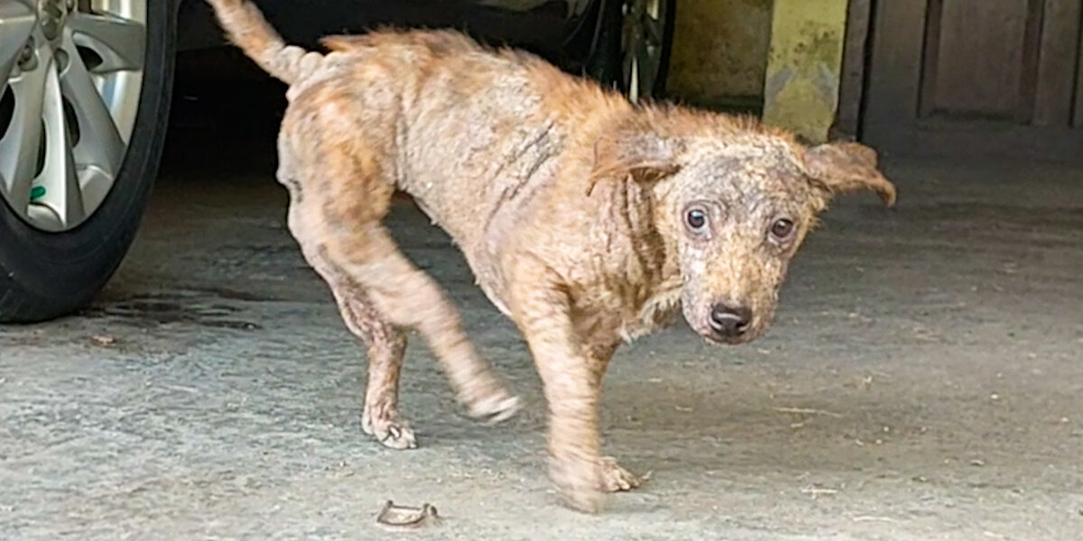 This Dog Has Backwards Legs - Videos - The Dodo