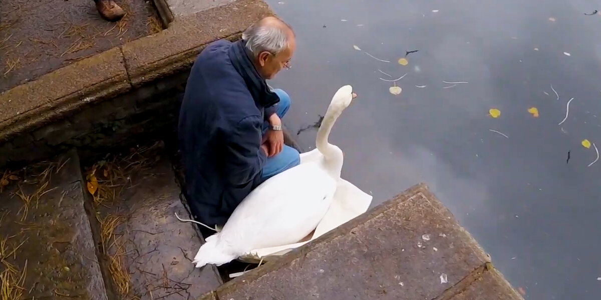Rescuer Sits With Swan Until He's Ready to Go - Videos - The Dodo