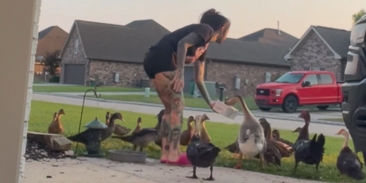 Sweet Woman Becomes Neighborhood Duck Lady - Videos - The Dodo