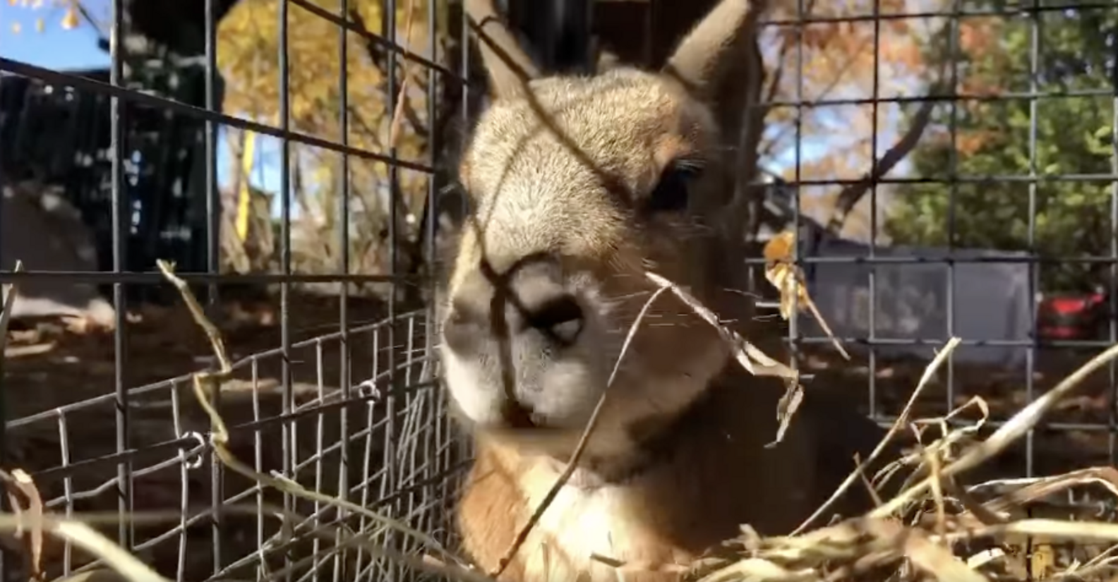 Rare Rabbit-Like Animal Shocks Everyone At Rescue With His Unusual ...