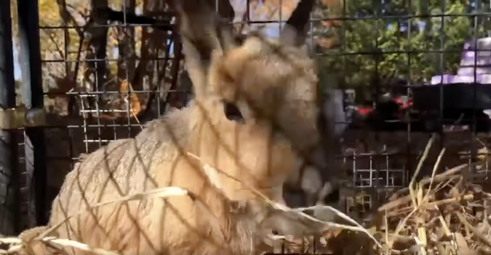 Rare Rabbit-Like Animal Shocks Everyone At Rescue With His Unusual ...