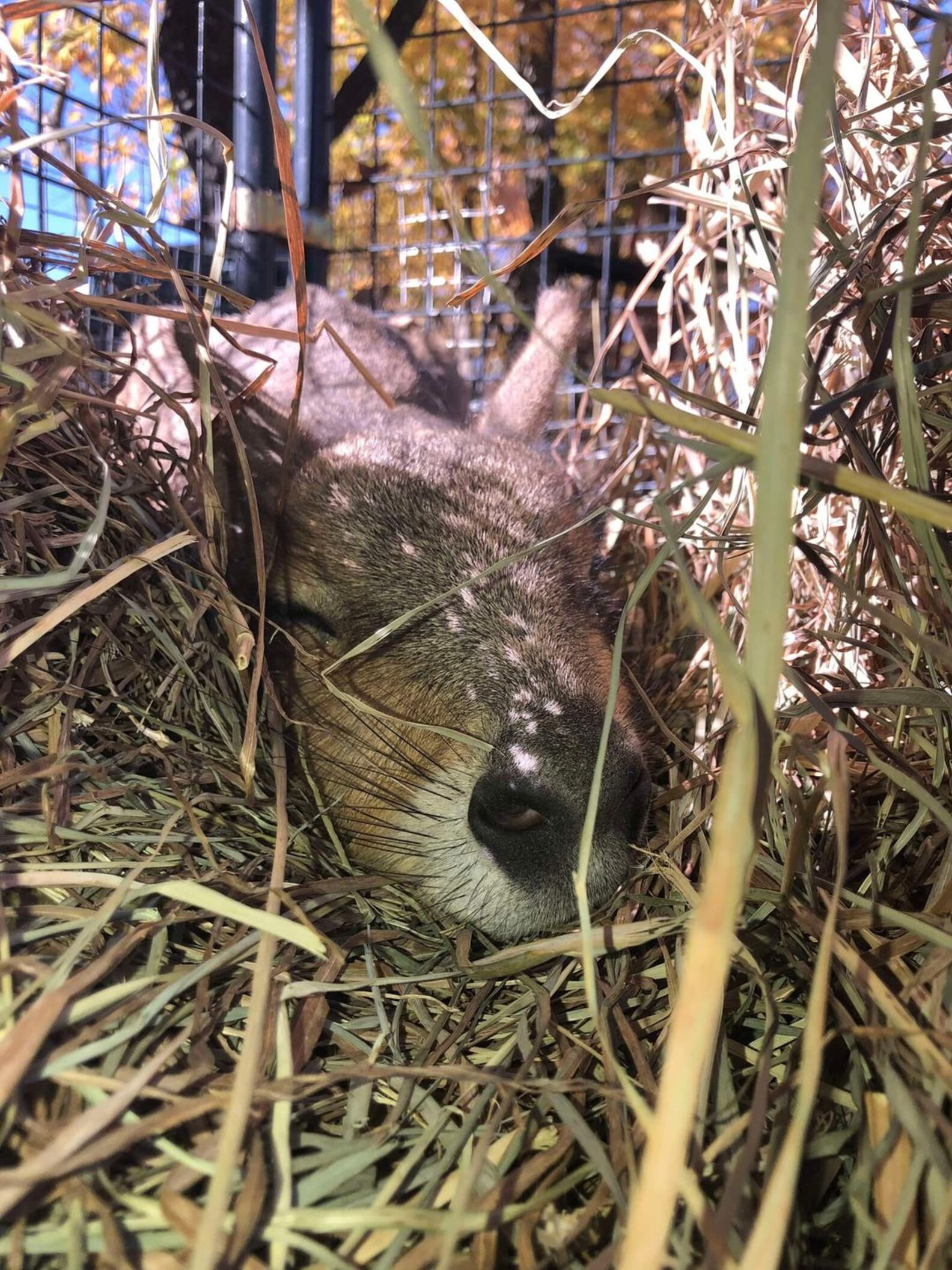 Rare Rabbit-Like Animal Shocks Everyone At Rescue With His Unusual ...