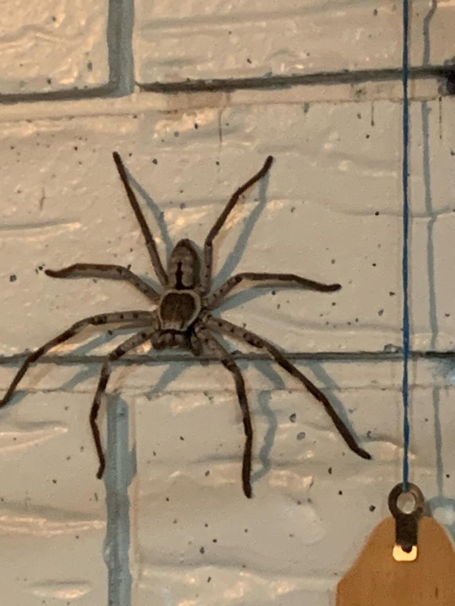 'Terrified' Woman Decides To Make Peace With Giant Spider Living In Her ...