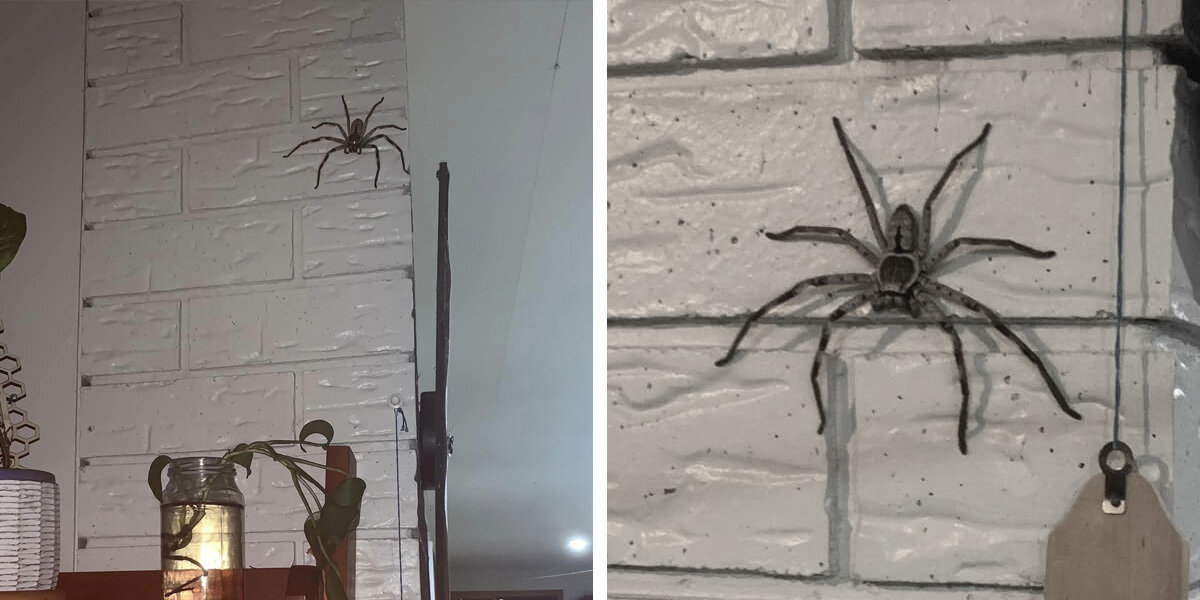 'Terrified' Woman Decides To Make Peace With Giant Spider Living In Her ...