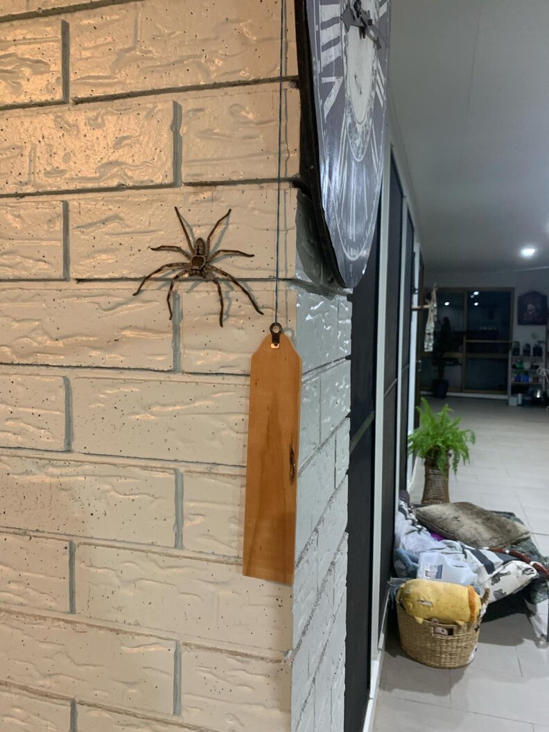'Terrified' Woman Decides To Make Peace With Giant Spider Living In Her ...