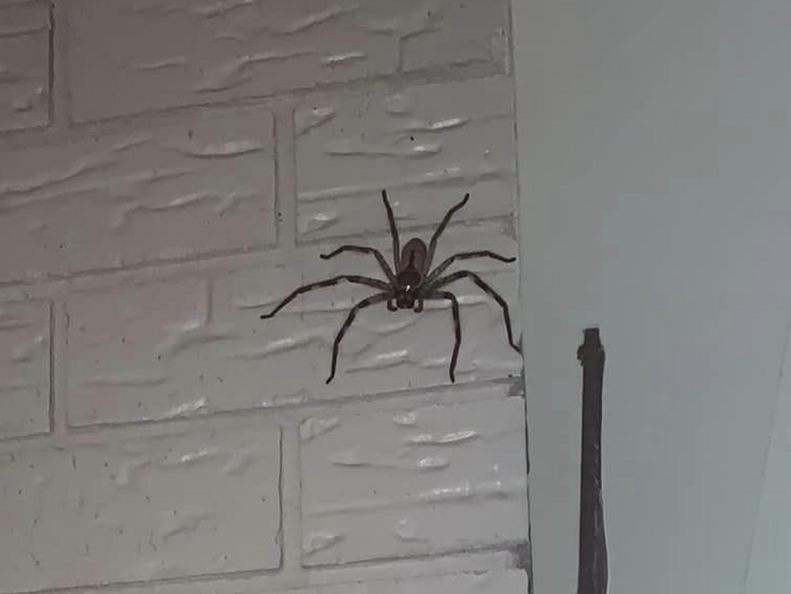 'Terrified' Woman Decides To Make Peace With Giant Spider Living In Her ...